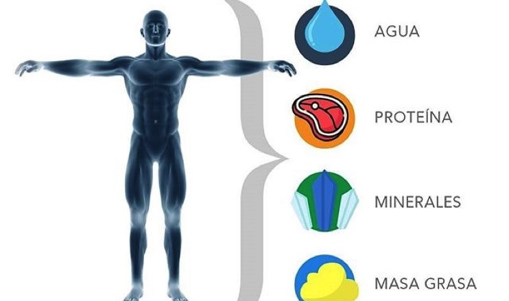 Importante la composición corporal para evaluar la salud y conocer los ...